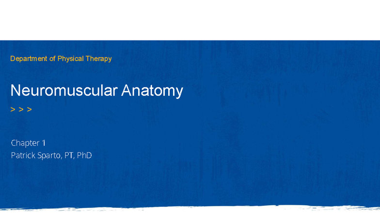Neuromuscular Anatomy (PT 101): Key Concepts in Muscle Function - Studocu