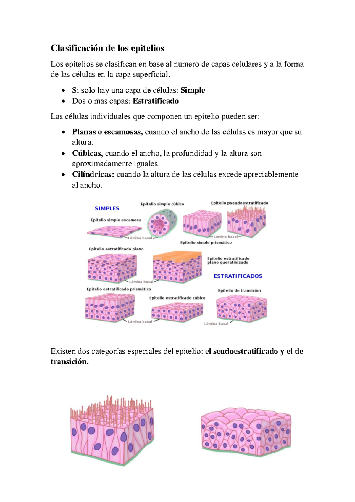 Clasificación de los Epitelios: Tipos y Características - Studocu
