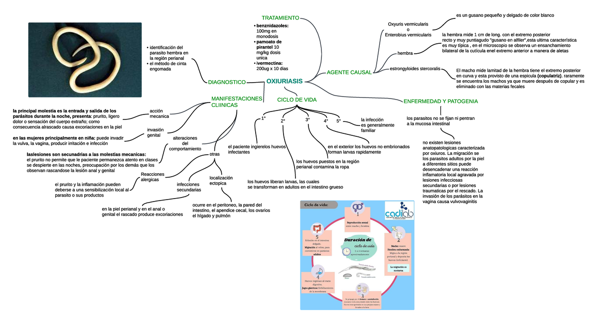 Oxiuriasis: Identificación y Tratamiento del Parásito Hembras - Studocu