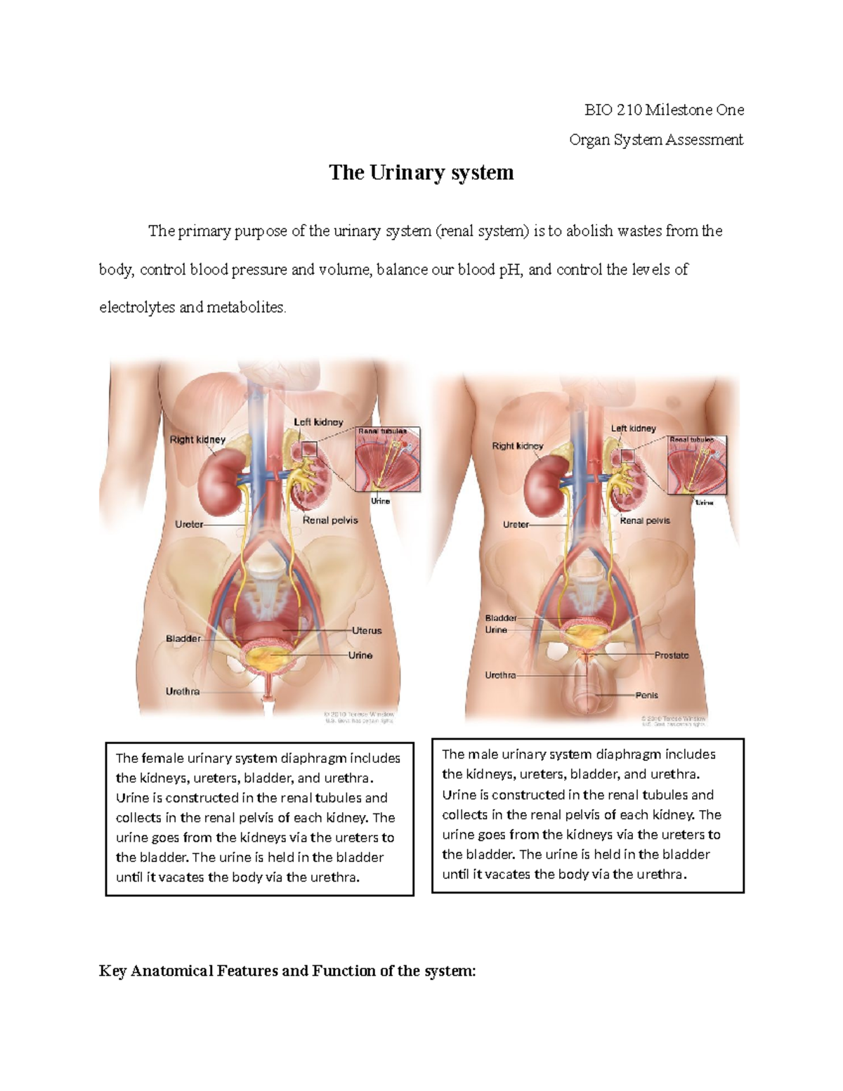 Bio 210 Milestone One - Urinary System Overview and Function Analysis ...