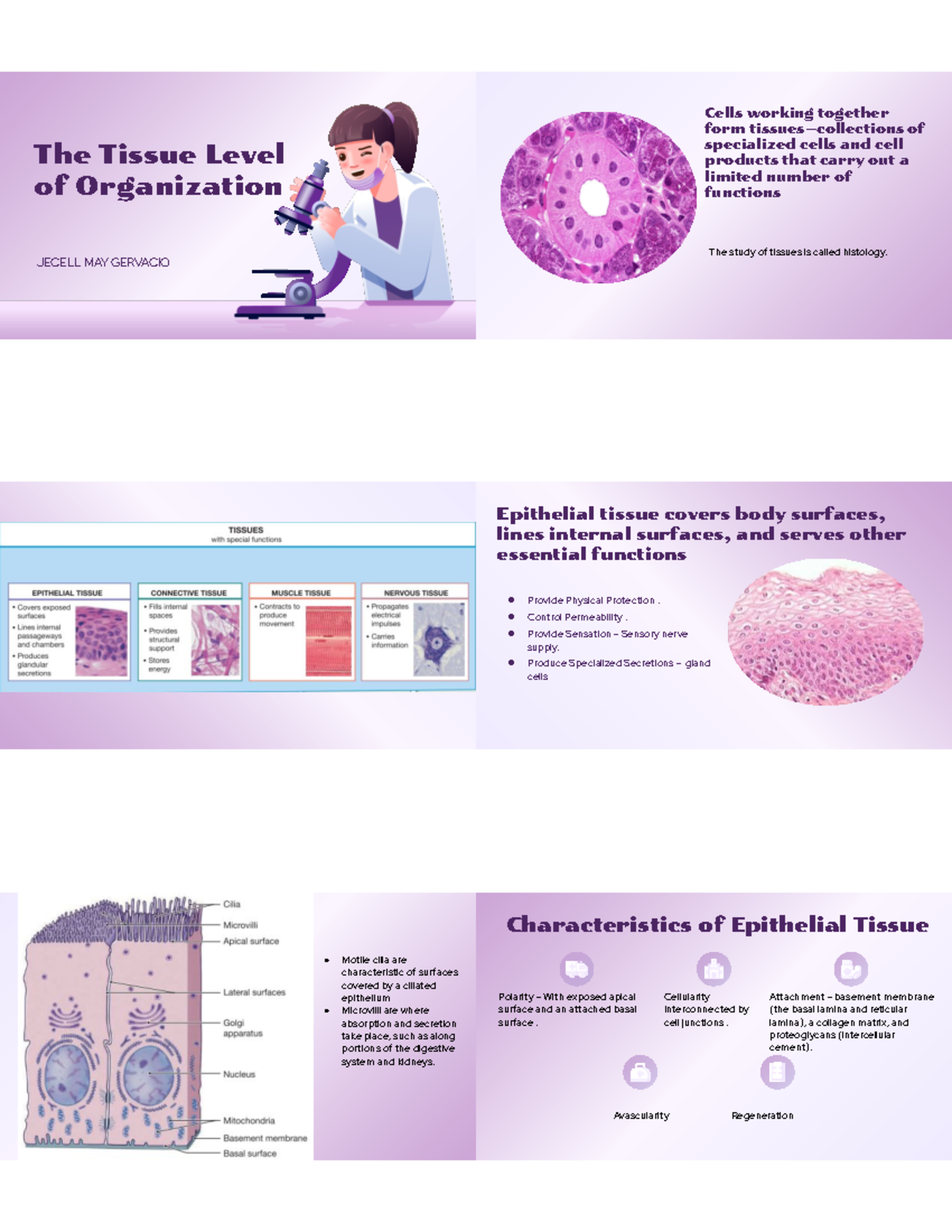 Anatomy and Physiology CH 4: Tissue Level of Organization Overview ...