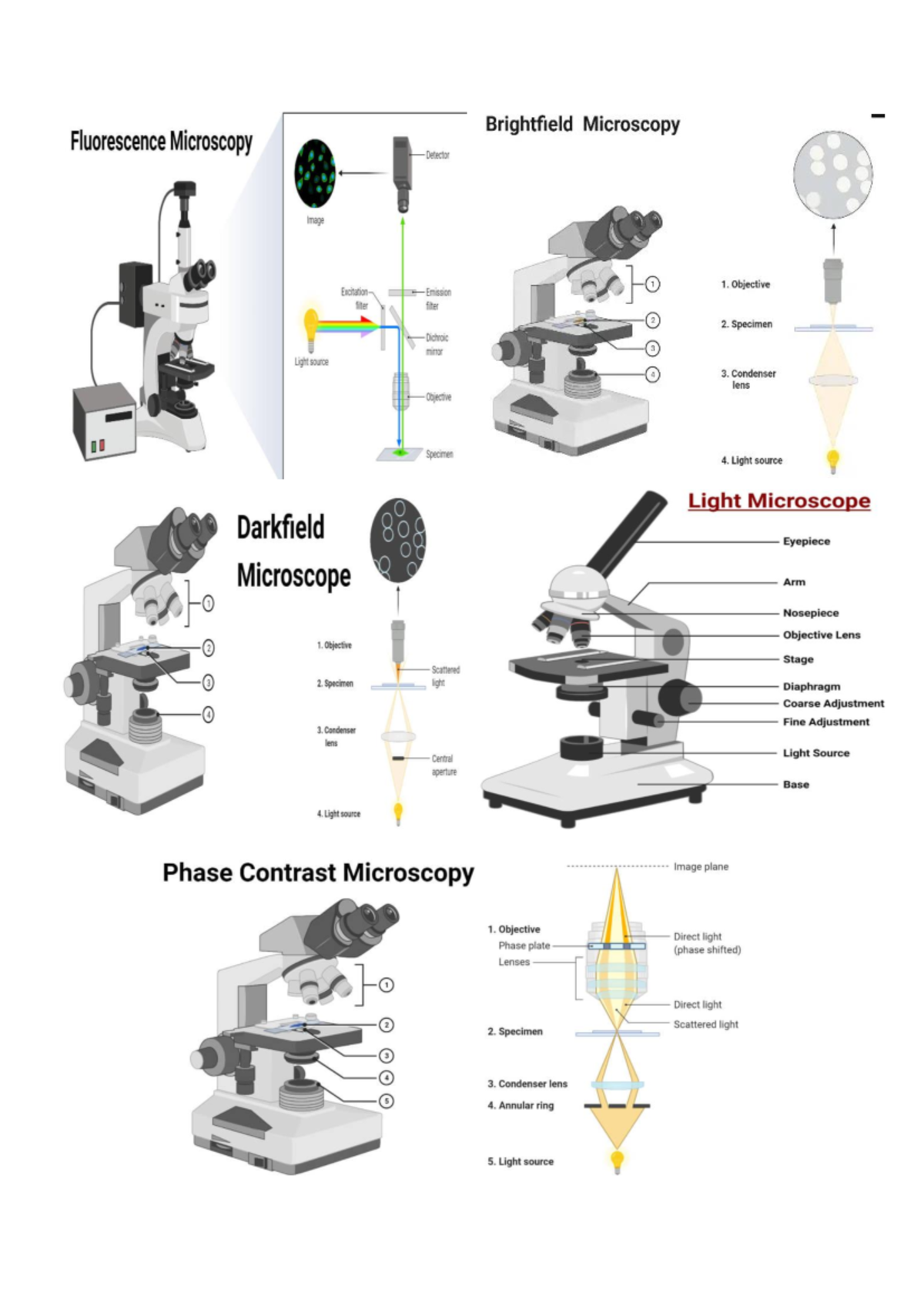 Microscopy Techniques: Brightfield & Fluorescence Overview - Studocu