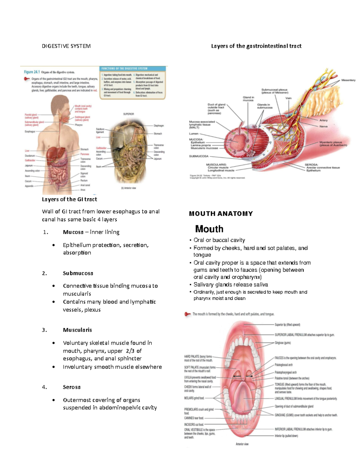 Digestive System Com - DIGESTIVE SYSTEM Layers of the GI tract Wall of GI tract from lower ...