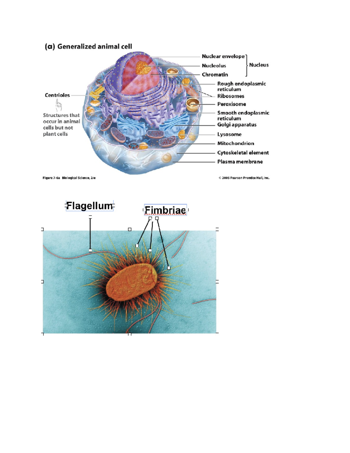 Plant Cell Prentice Hall