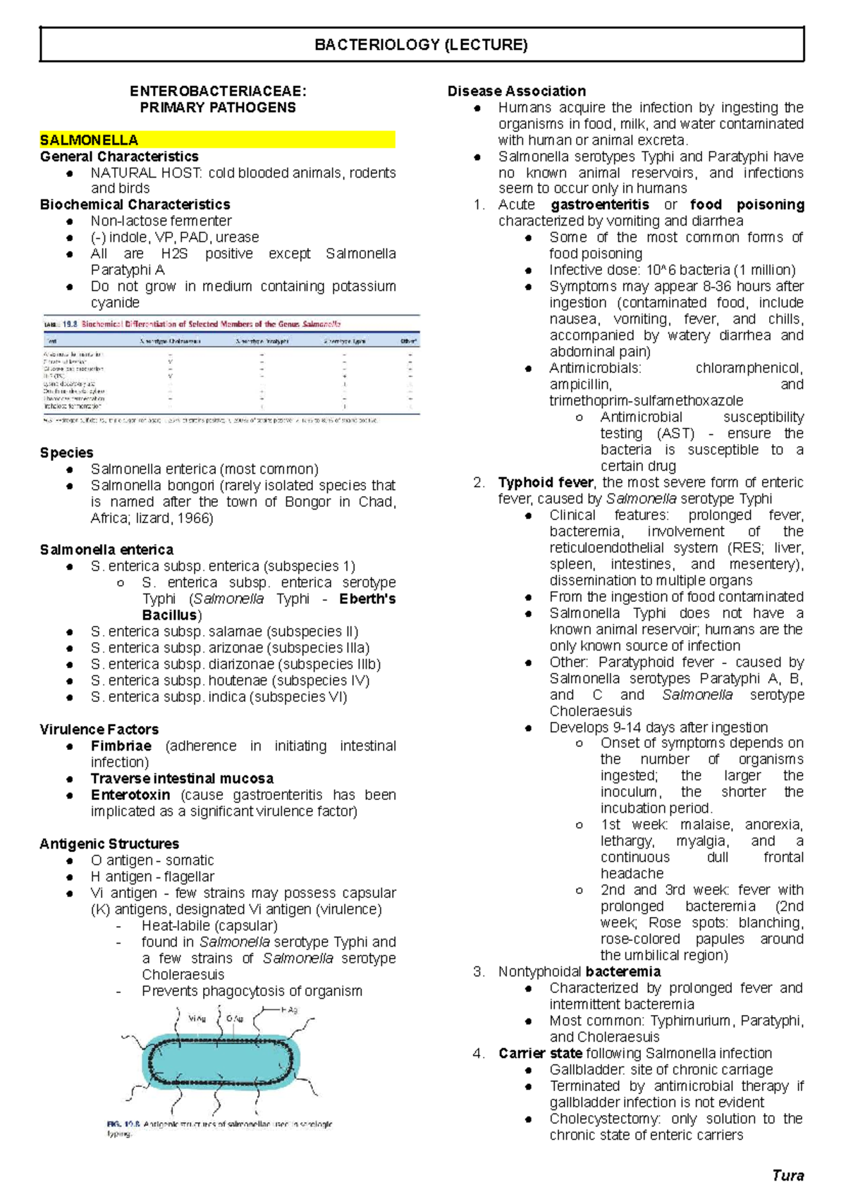 Enterobacteriaceae (LECTURE) - Primary Pathogens Overview - Studocu