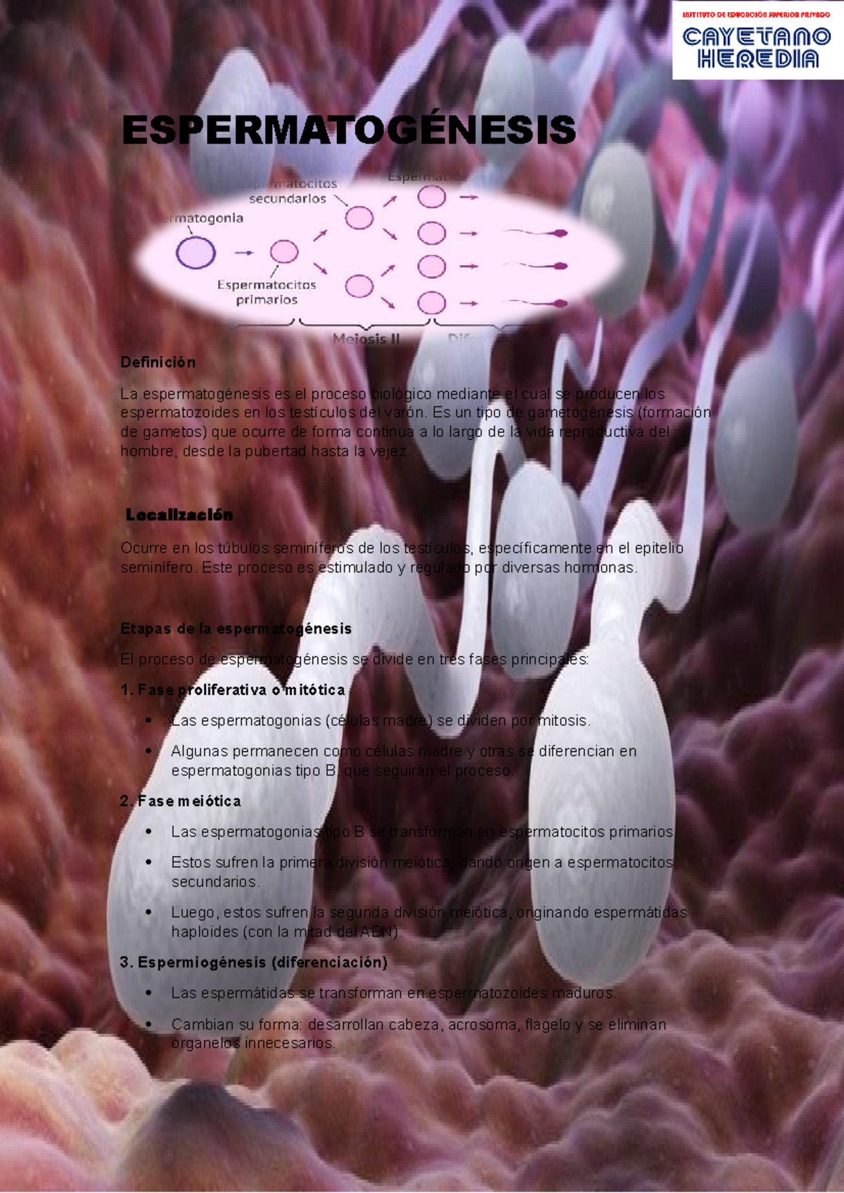 ESPERMATOGÉNESIS: Proceso y Regulación en la Producción de ...