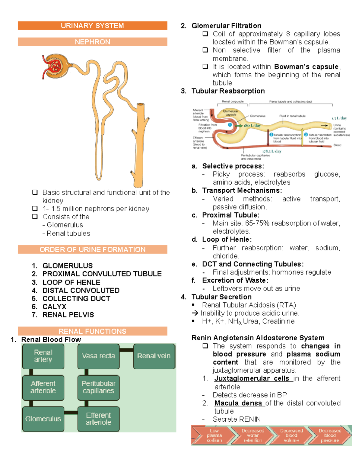Urinary- System - Histology - URINARY SYSTEM NEPHRON Basic structural ...