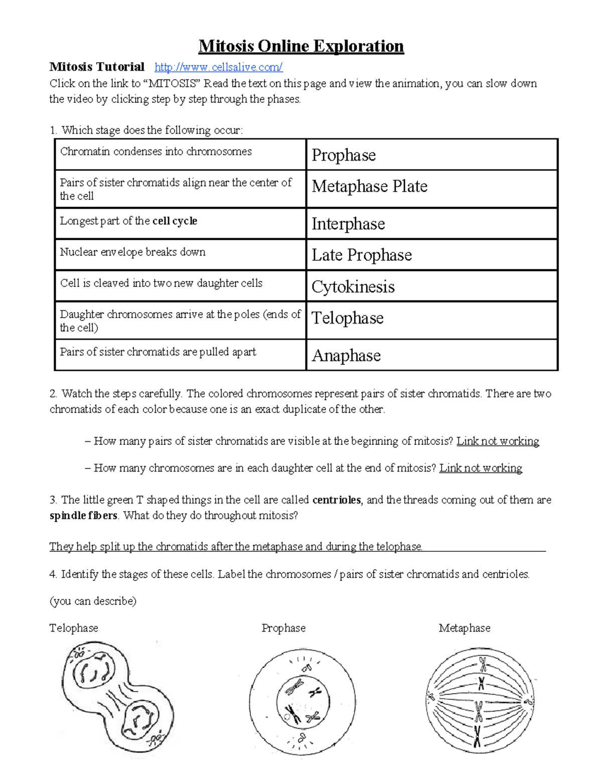 GC - Mitosis Online Exploration: Stages & Activities Guide - Studocu