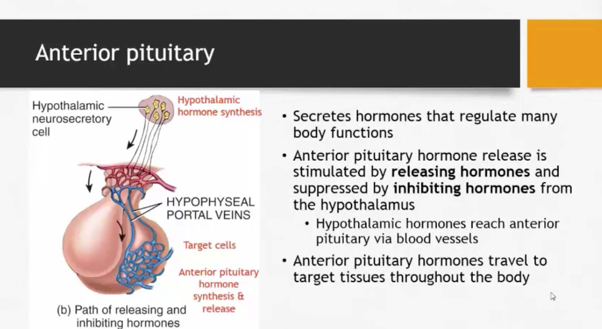 Anterior Pituitary Hormone Synthesis and Regulation: A Study Guide ...