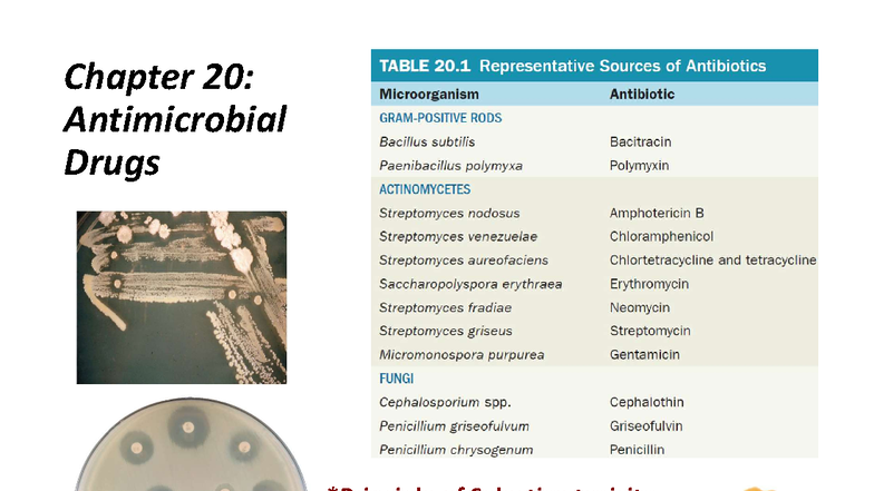 CH 20: Antimicrobial Drugs - Selective Toxicity & Resistance Mechanisms ...