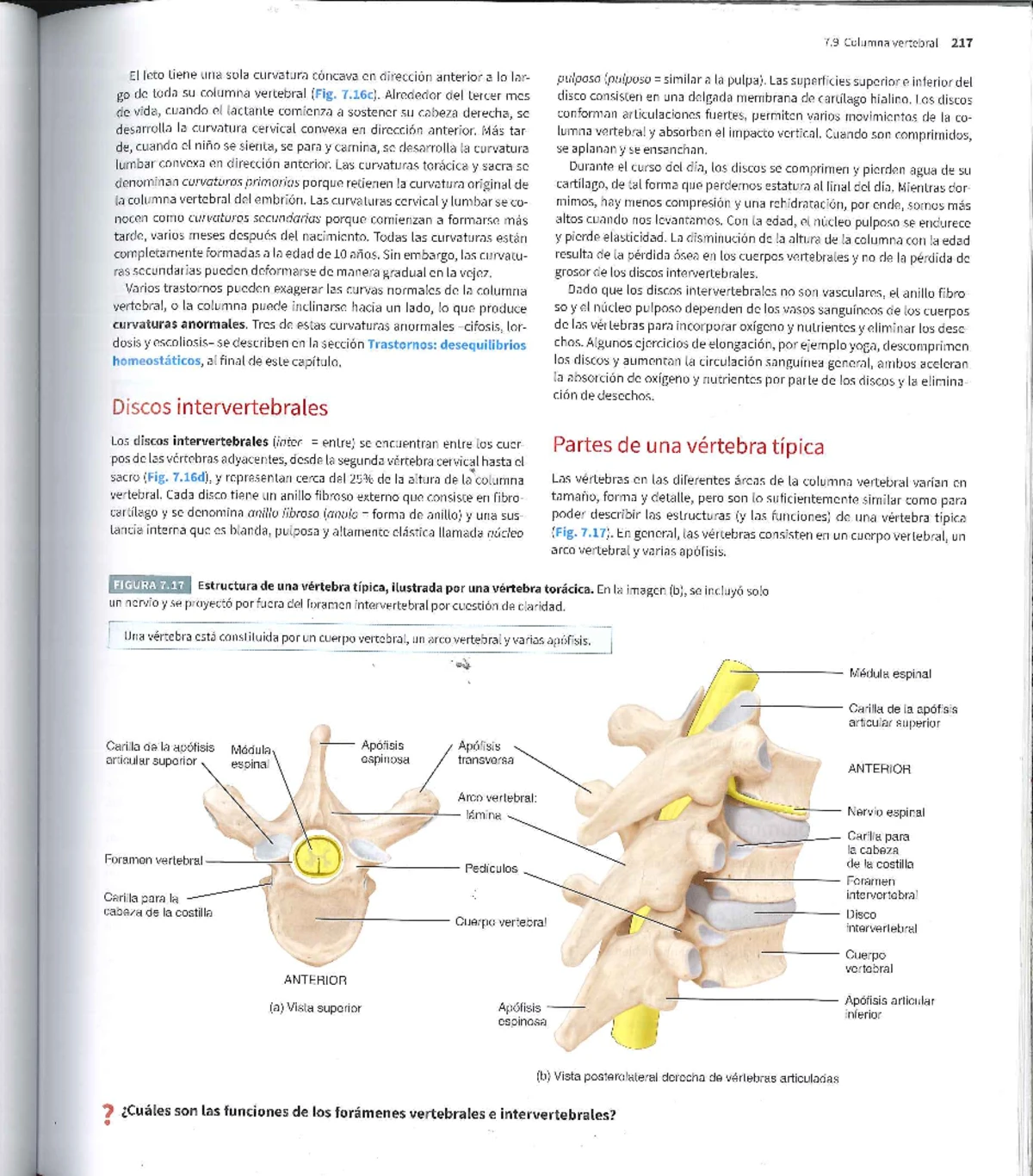Mecanismos fisiológicos de retorno venoso - Mecanismos fisiológicos de ...