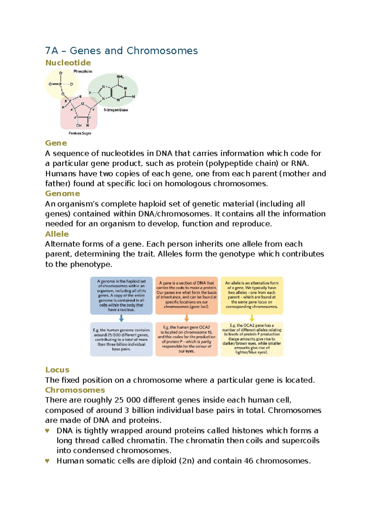 Chapter 7A - Genes, Chromosomes, and Genetic Variation in Genetics ...