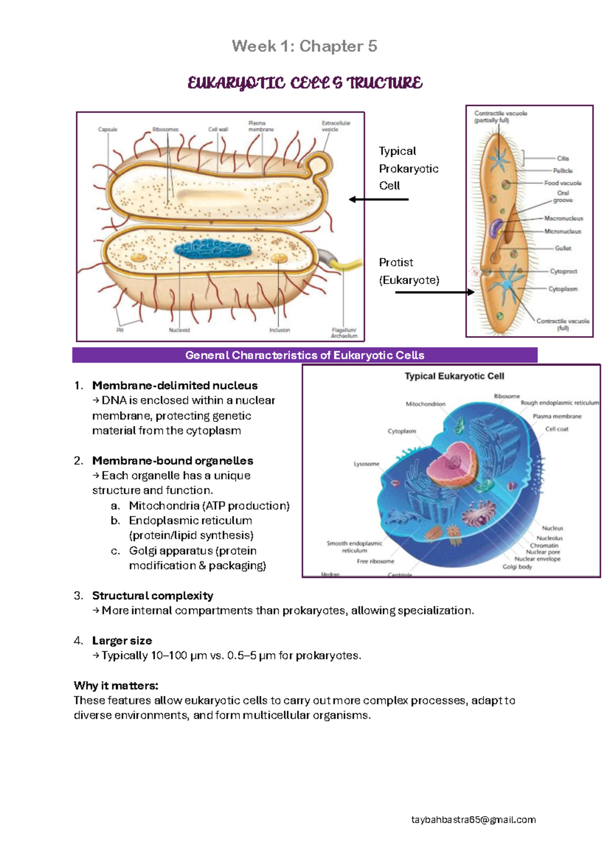 BIO101: Week 1 - Chapter 5 Eukaryotic vs Prokaryotic Cell Structures - Studocu