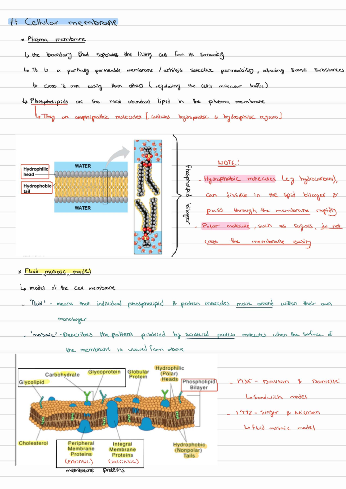 08 Cellular Membrane: Understanding the Fluid Mosaic Model and ...