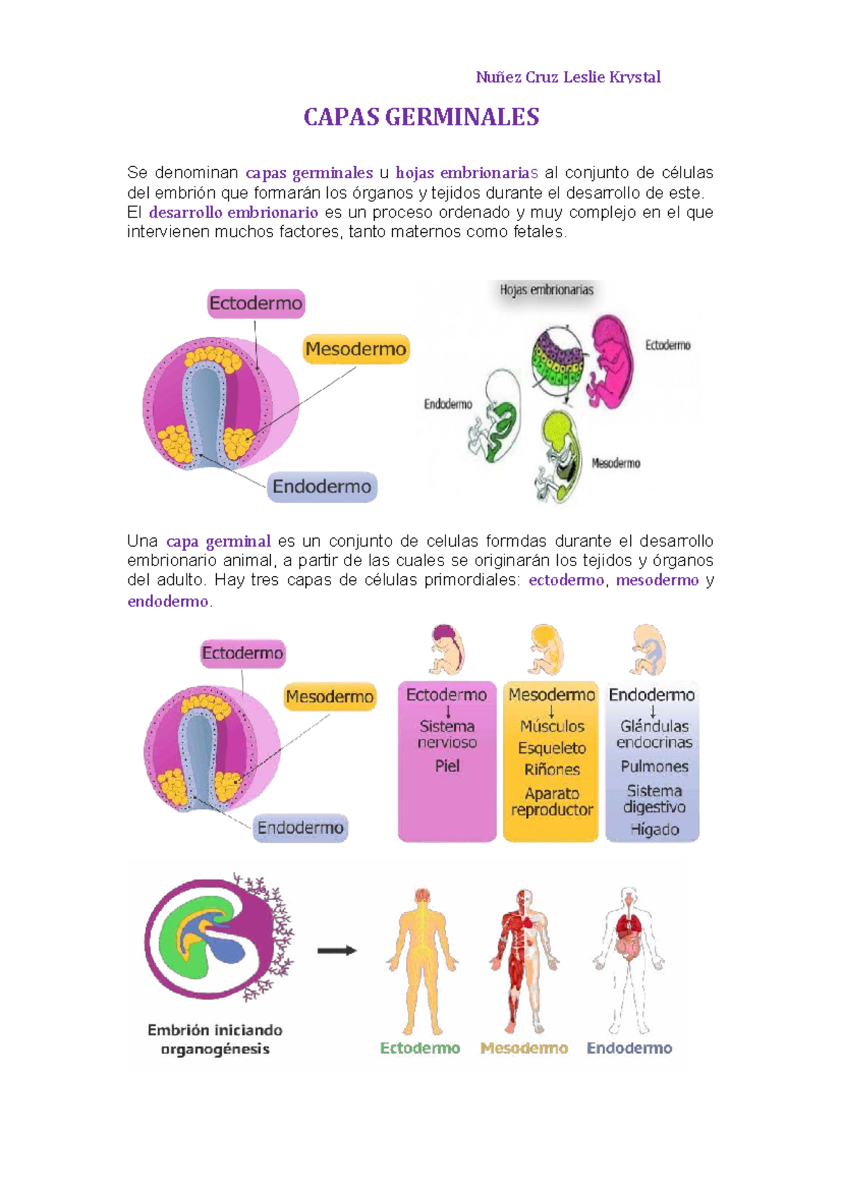 Capas Germinales Ectodermo Mesodermo Y Endodermo En Desarrollo