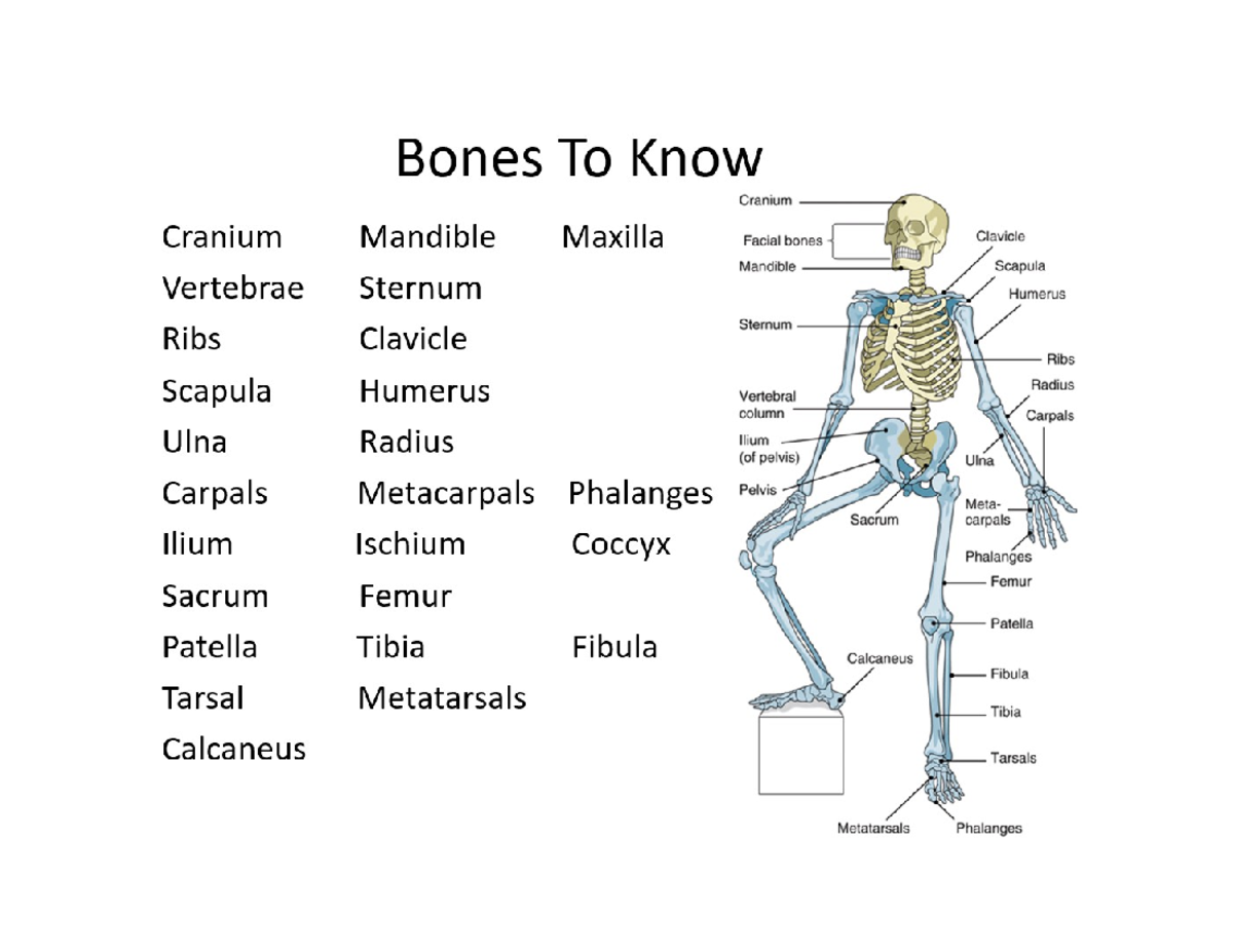 Bones to Know - Studocu