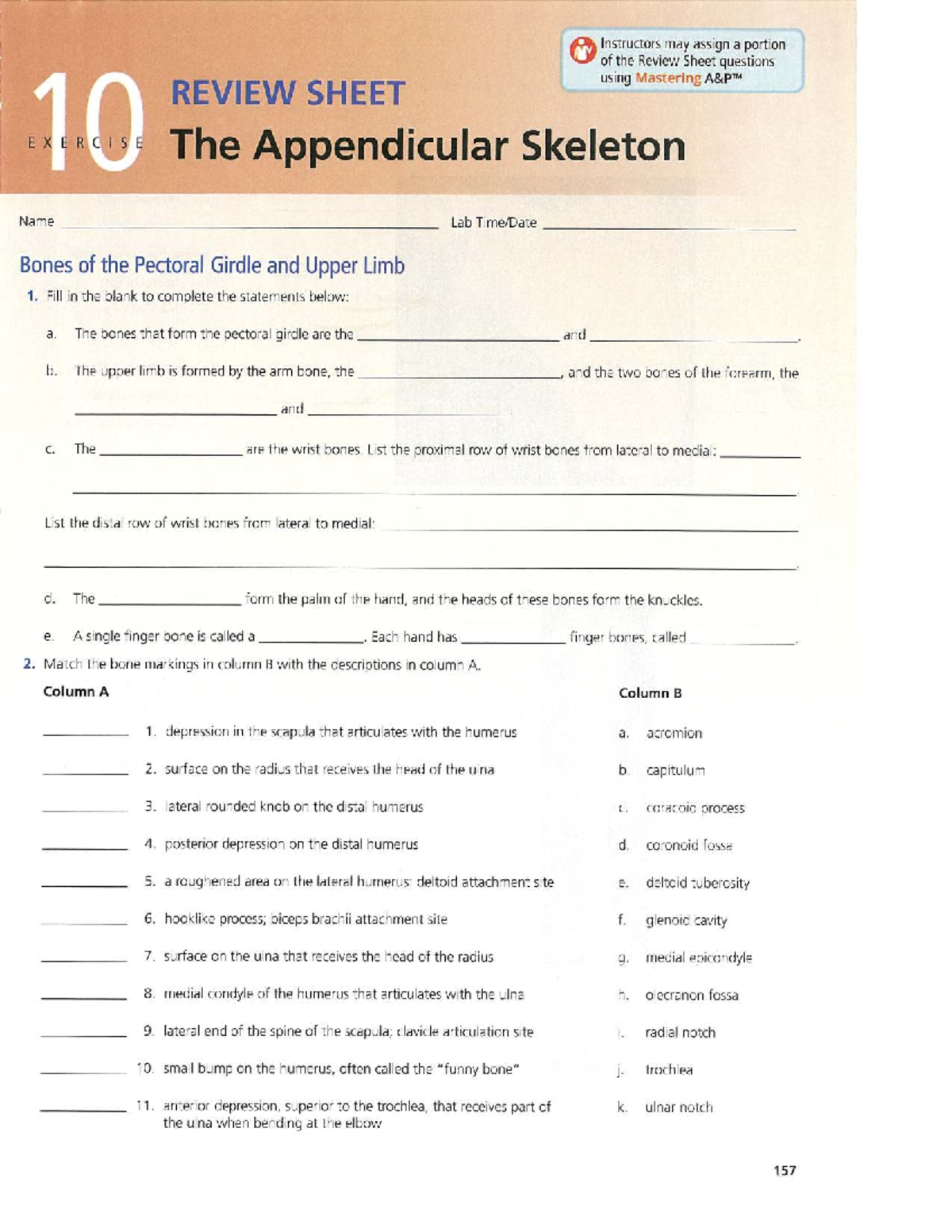 BI209L-EX.10 Review Sheet: The Appendicular Skeleton Overview - Studocu