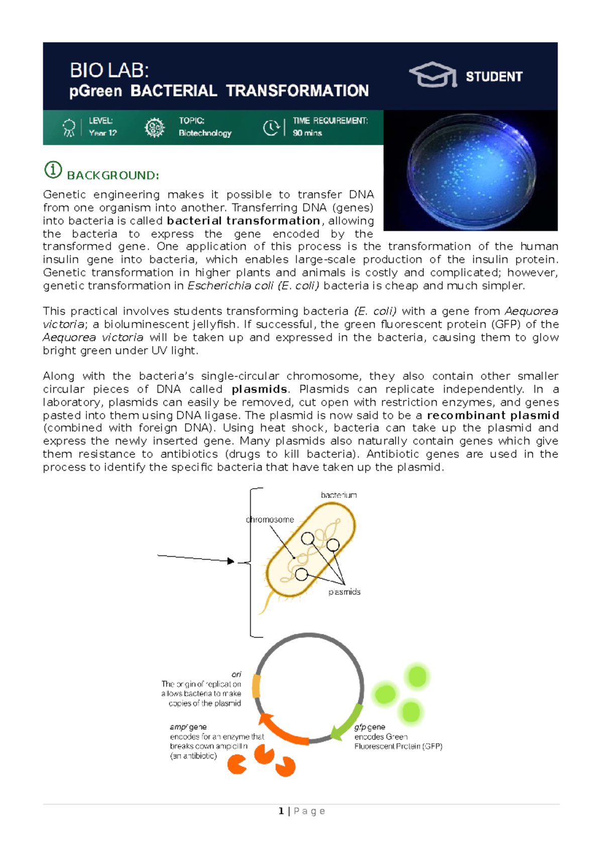 PRAC - pGreen Bacterial Transformation Lab Notes 2025 - Studocu