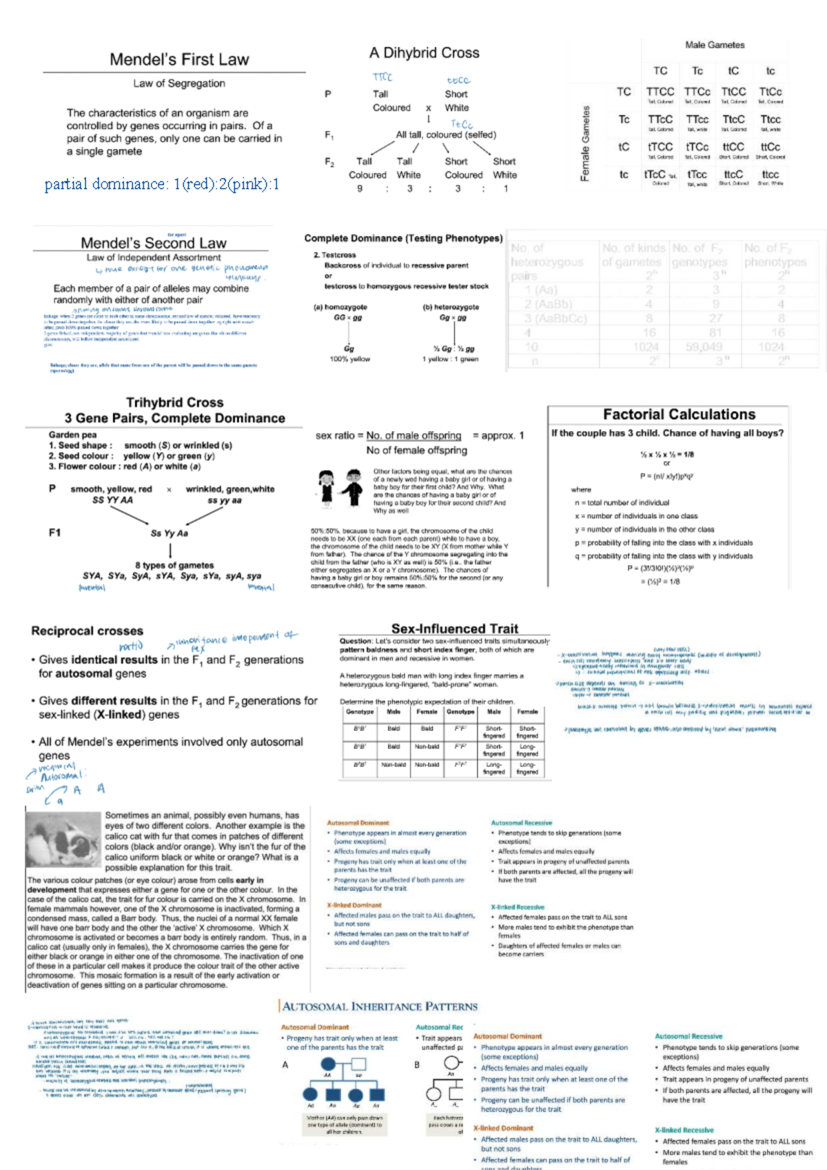 Genetics Study Notes: Dihybrid Crosses & Mendelian Laws (2105) - Studocu