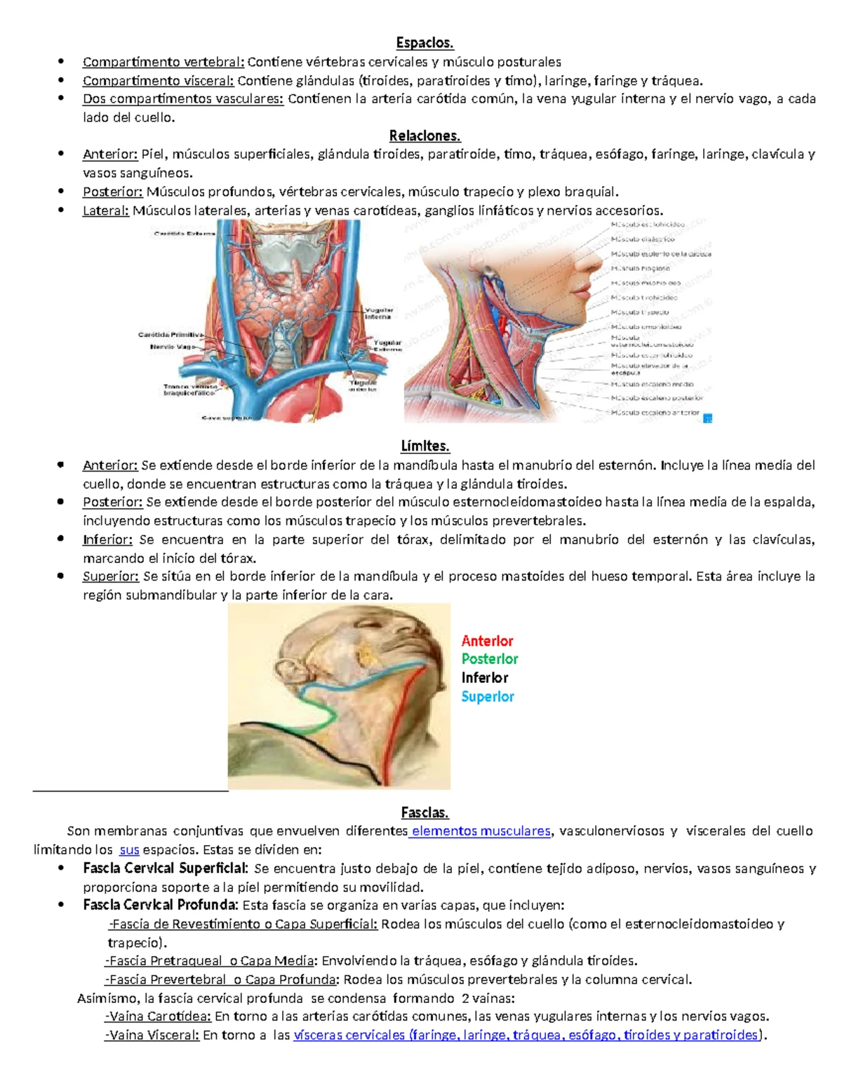 Músculos del Cuello: Anatomía y Funciones (Curso de Anatomía) - Studocu