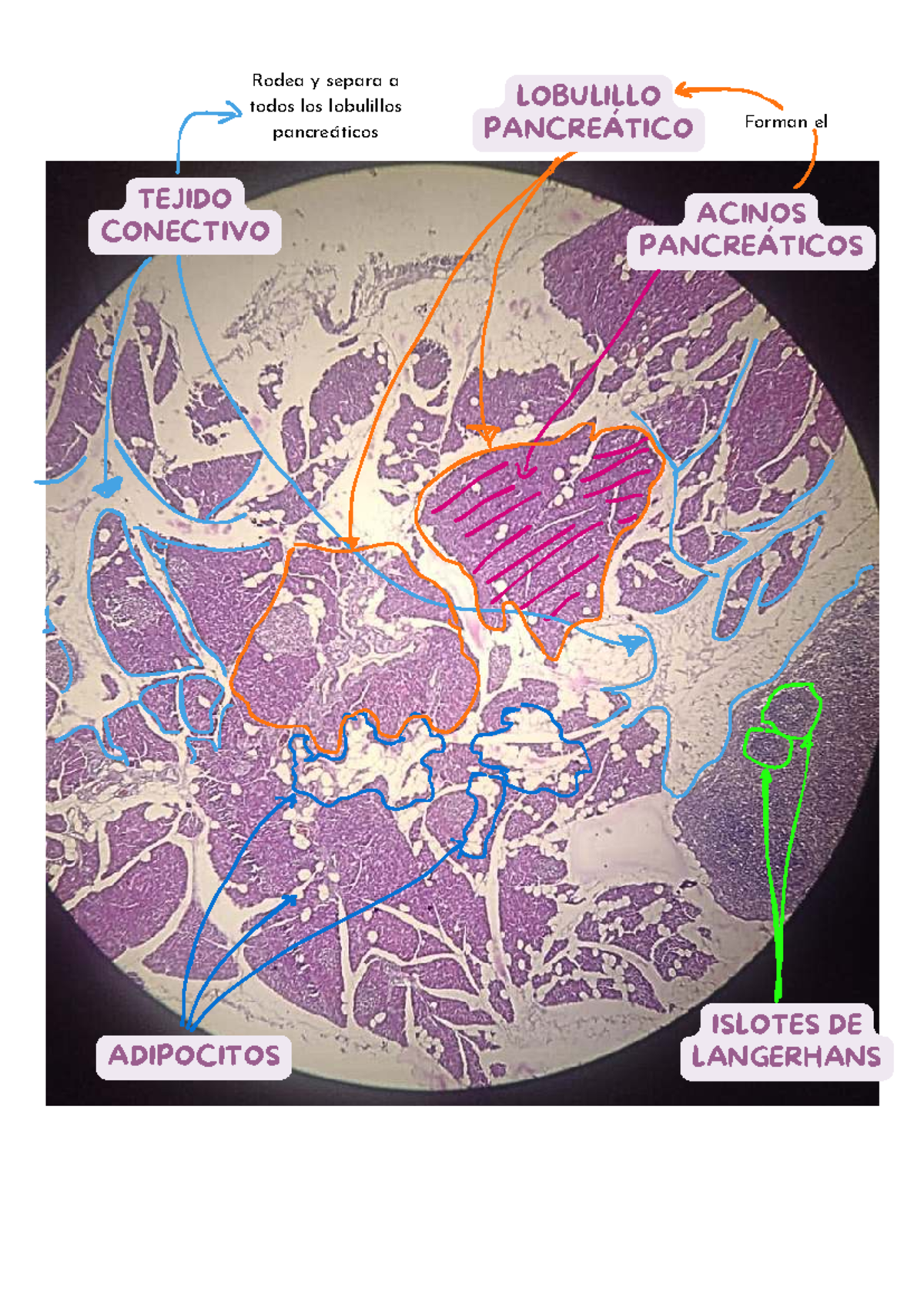 Acinos Pancreáticos y Estructura del Hígado - TEJIDO CONECTIVO - Studocu