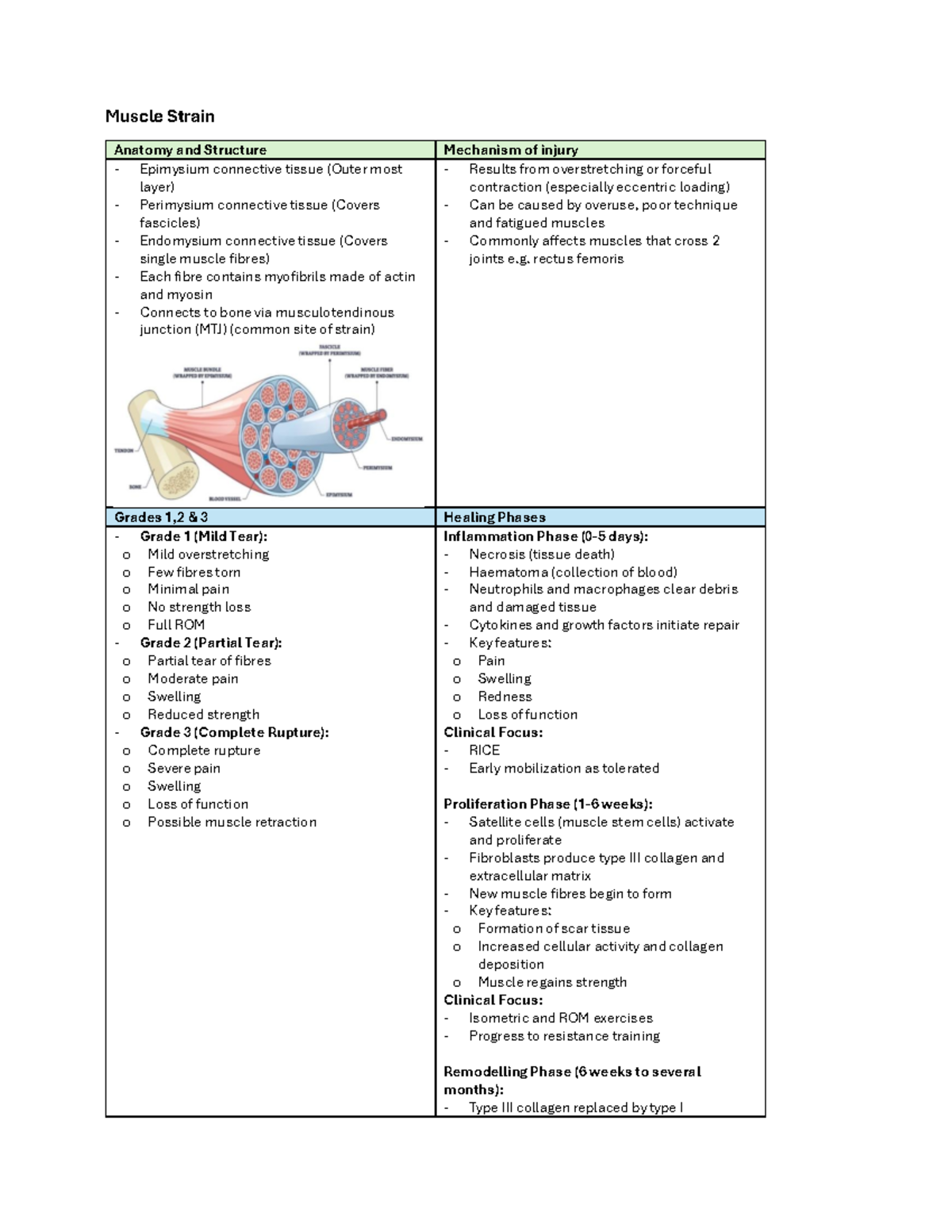MSK Pathophysiology Notes: Muscle Strain, Meniscal Injury & More - Studocu