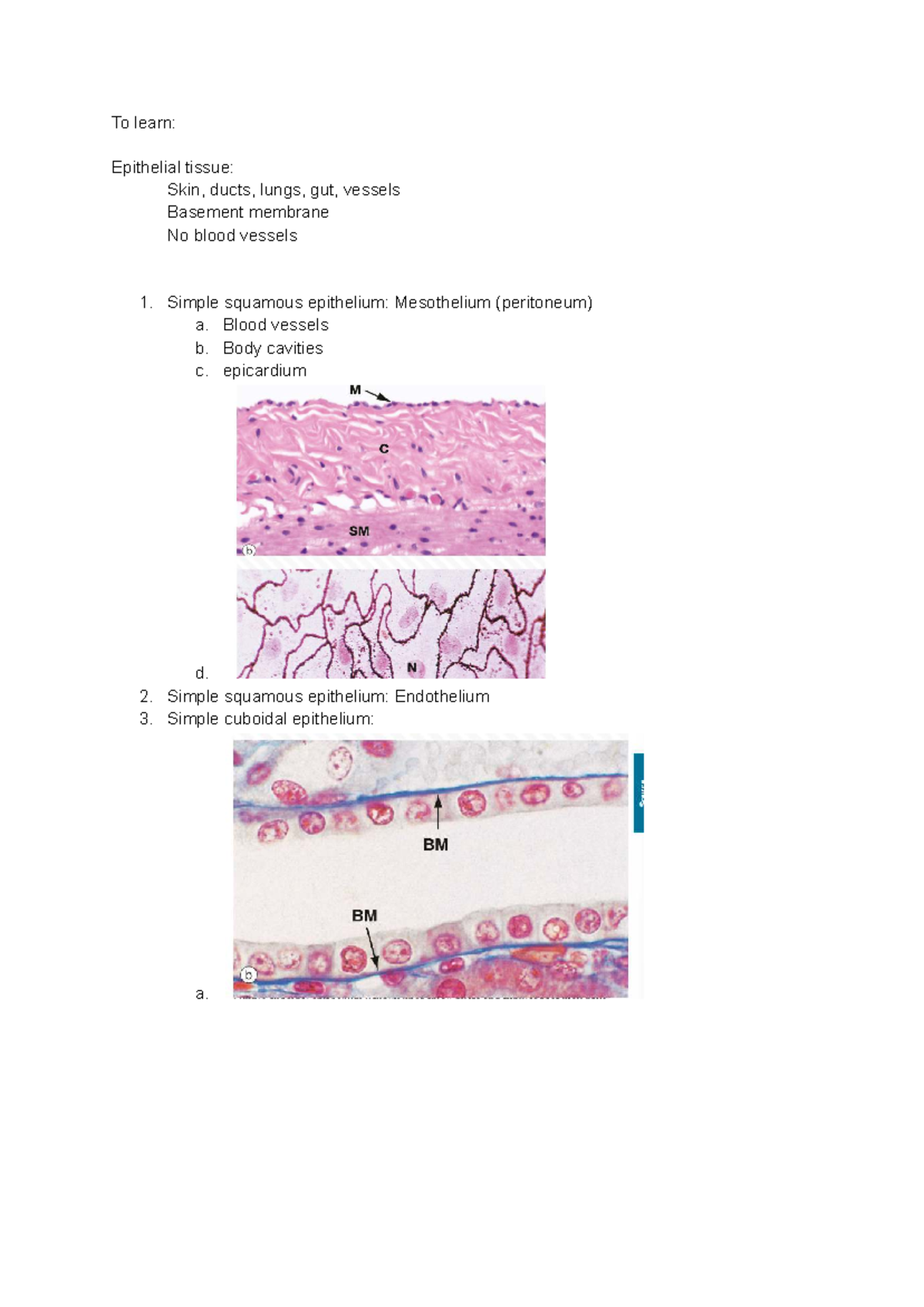 Histology Assessment 2025: Epithelium and Connective Tissue Types - Studocu