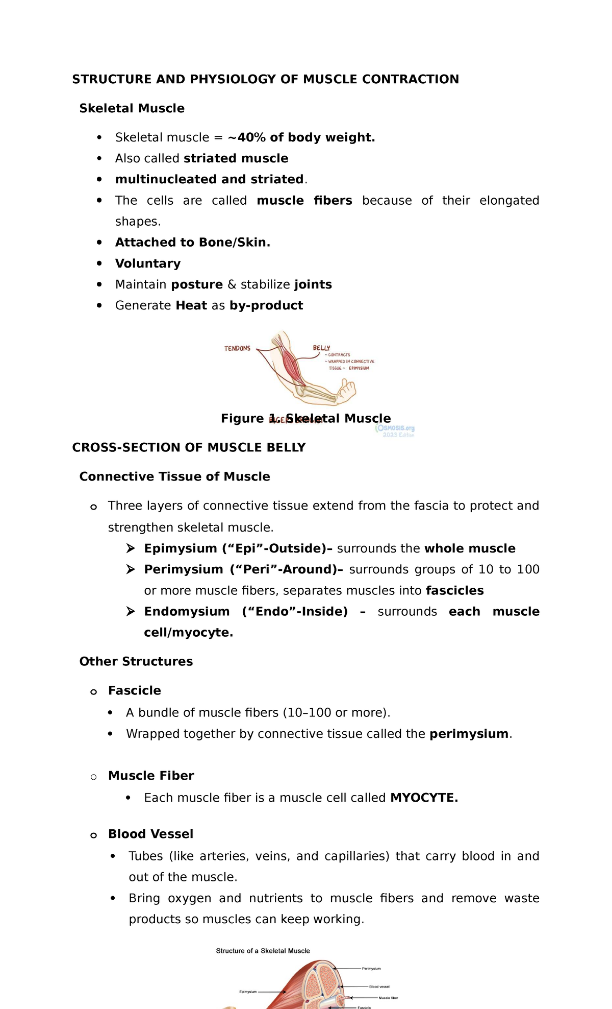Structure and Physiology of Muscle Contraction (BIO 101) - Studocu