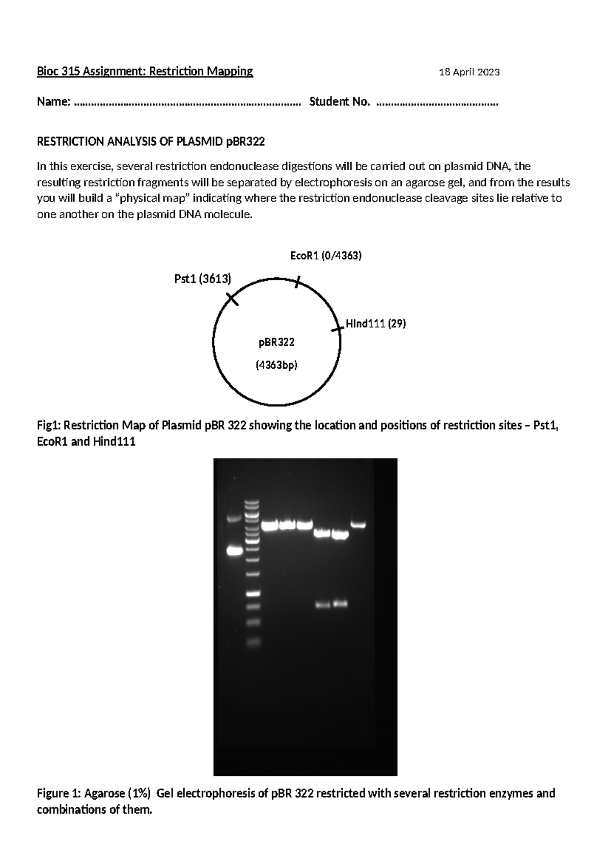 Bioc 315 Assignment: Restriction Mapping of Plasmid pBR322 Analysis ...