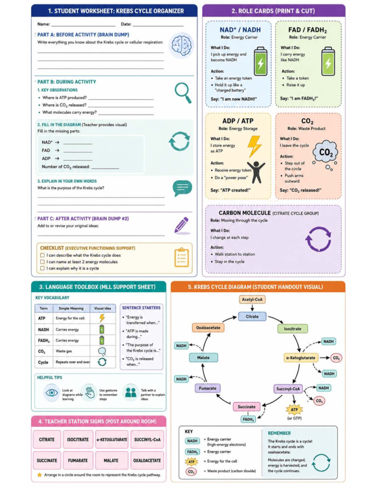 KREBS CYCLE RESOURCES: STUDENT WORKSHEET & SUMMARY SHEET - Studocu