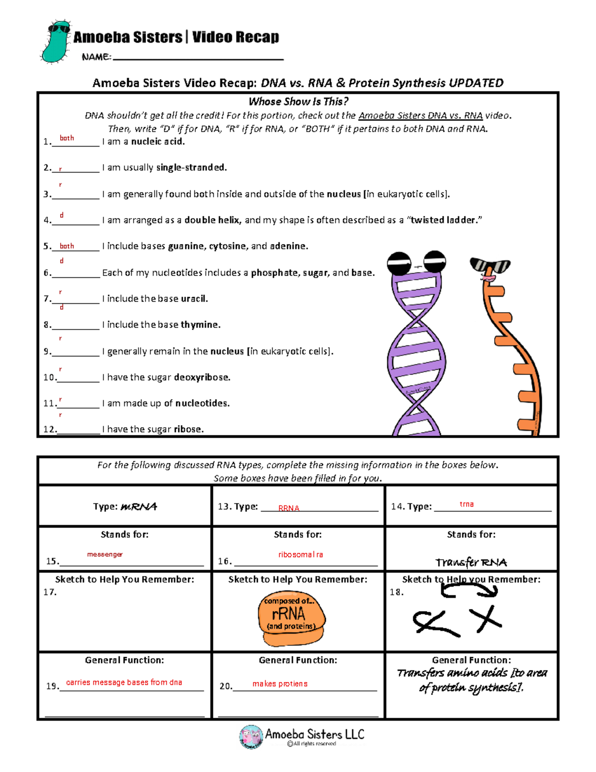 DNA vs RNA & Protein Synthesis Worksheet (Amoeba Sisters) - Studocu