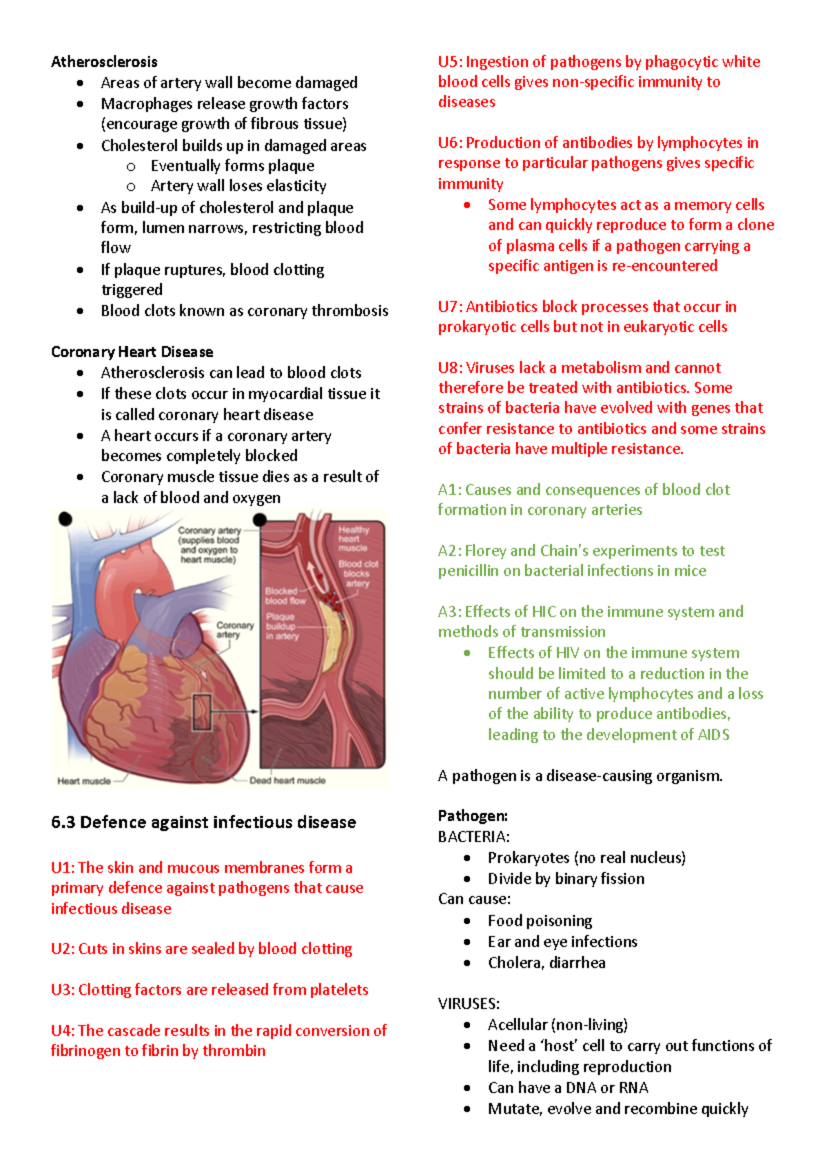 IB Bio - Human Body Review Part 2: Atherosclerosis & Immunity - Studocu