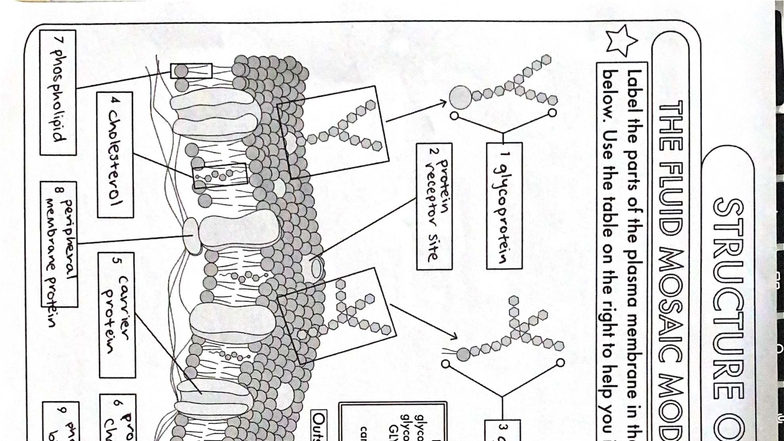 Cell Membrane Structure & Function: The Fluid Mosaic Model (BIO101 ...