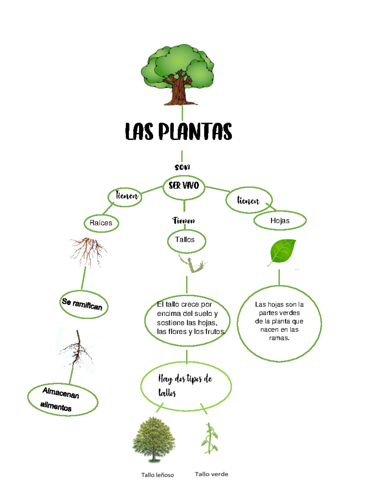 Mapa conceptual y mental - Las plantas son SER VIVO Raíces Tienen ...