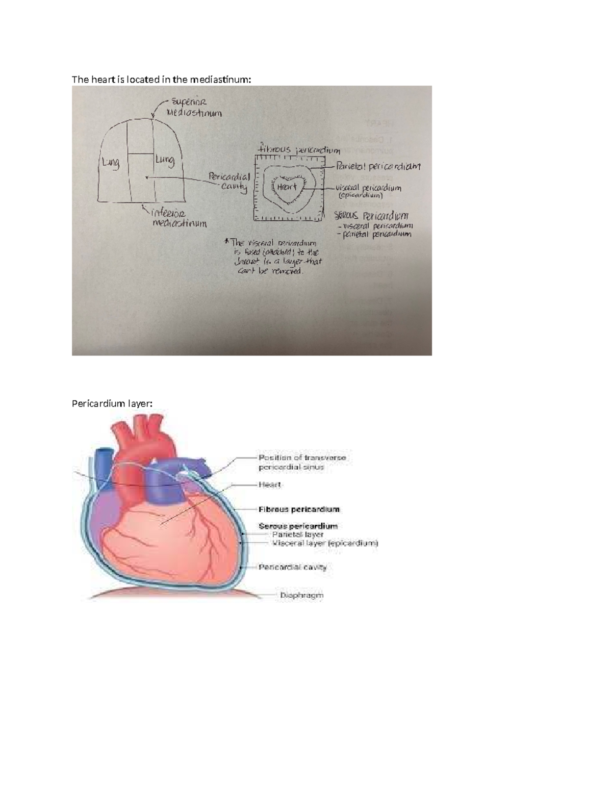 Heart Anatomy and Function: Revision Notes for Bio 234 - Studocu