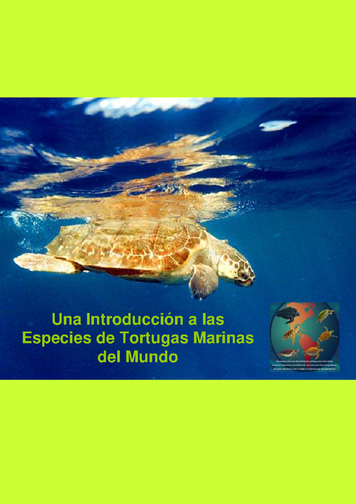 Introducción a las Especies de Tortugas Marinas del Mundo - 5 - Studocu