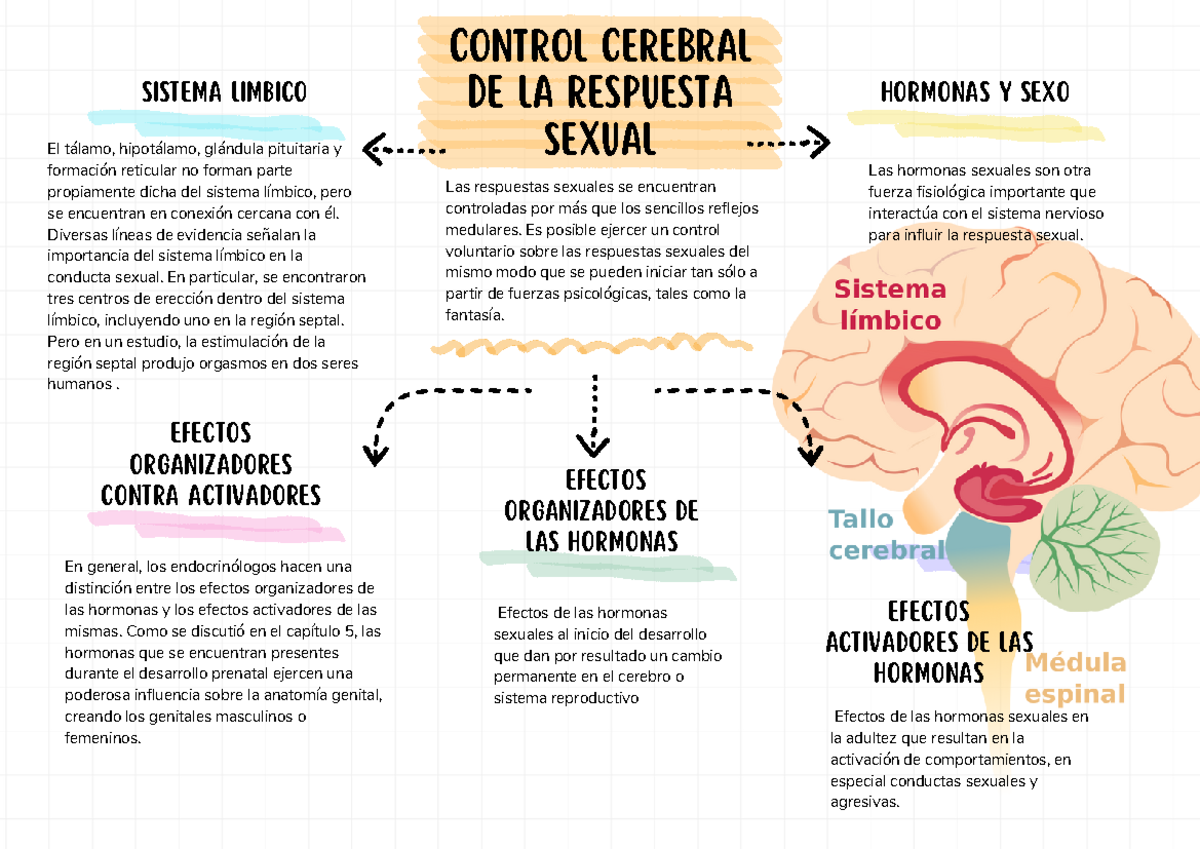 Control Cerebral de la Respuesta Sexual: Sistema Límbico y Hormonas ...
