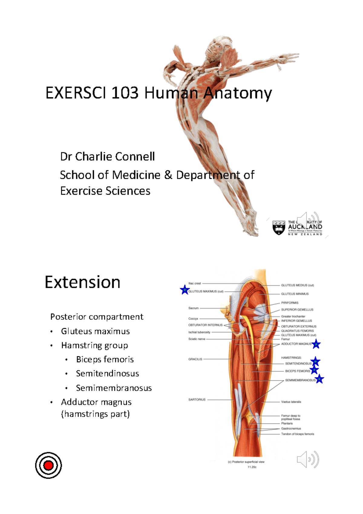 16 Hip muscles - extensors, rotators and abductors - EXERSCI 103 Human ...
