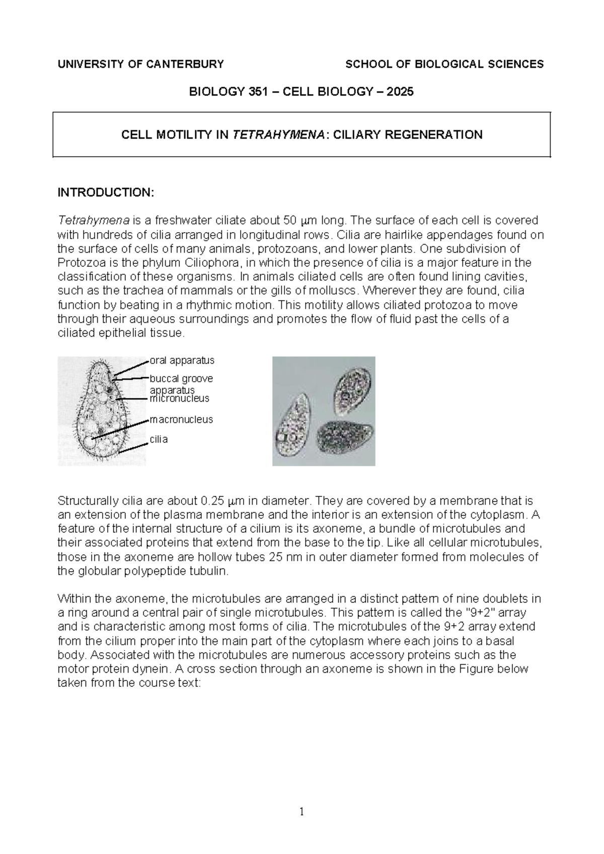 BIOL351 2025 Lab 2 - Tetrahymena Ciliary Regeneration Study - Studocu