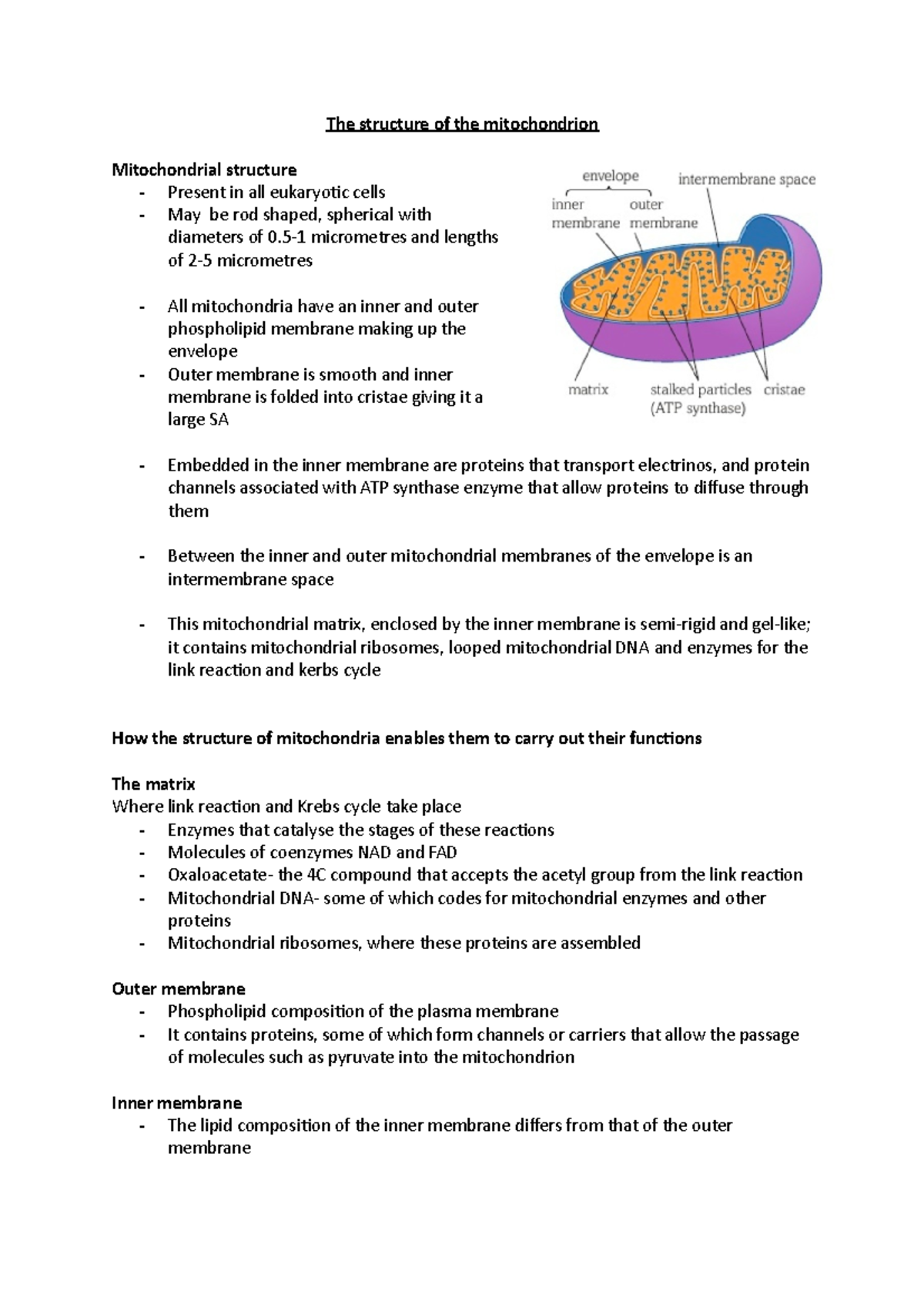 The structure of the mitochondrion - The structure of the mitochondrion ...