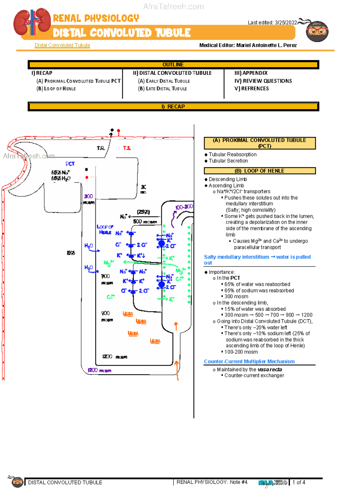 Distal Convoluted Tubule atf - DISTAL CONVOLUTED TUBULE RENAL ...