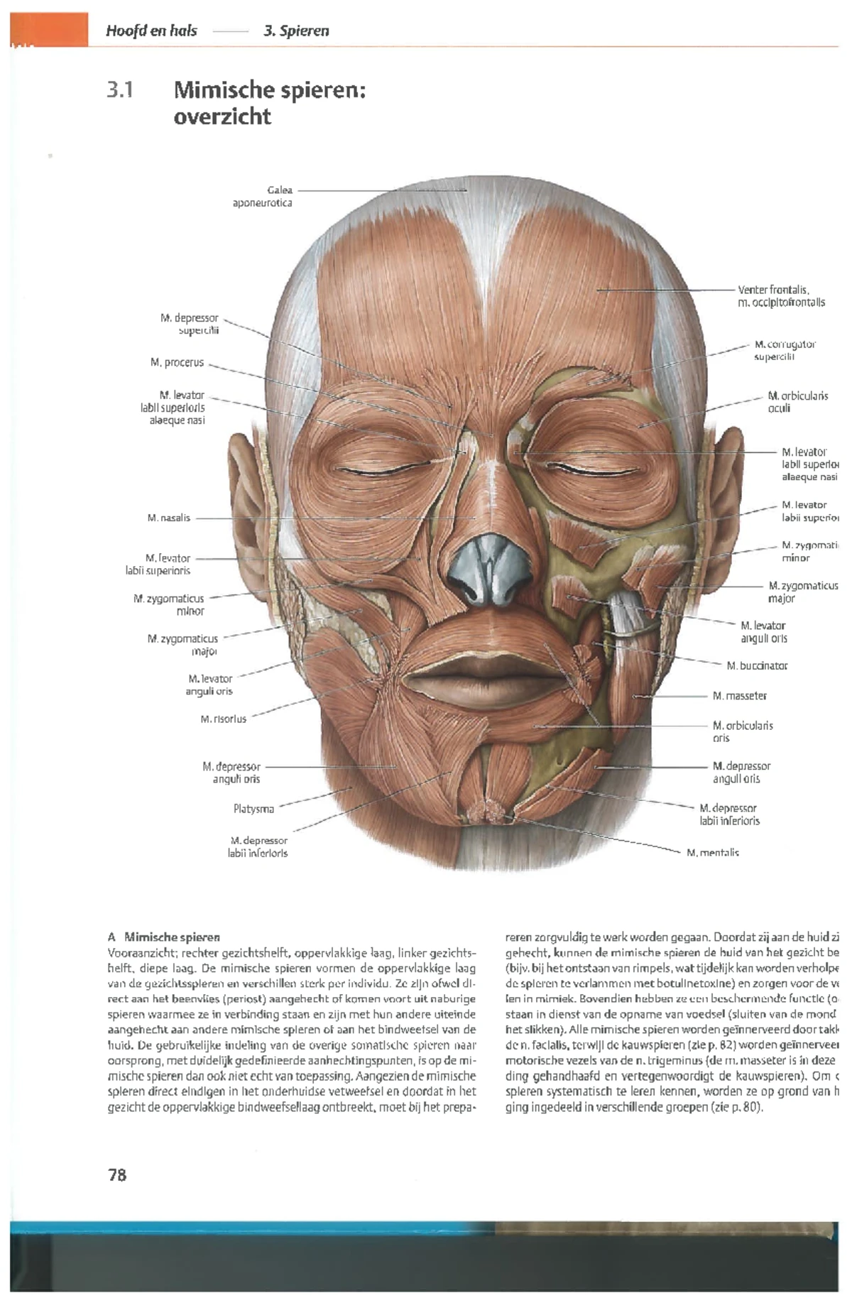 Efflorescenties Samenvatting: Elementen van Huidziekten en Kenmerken ...