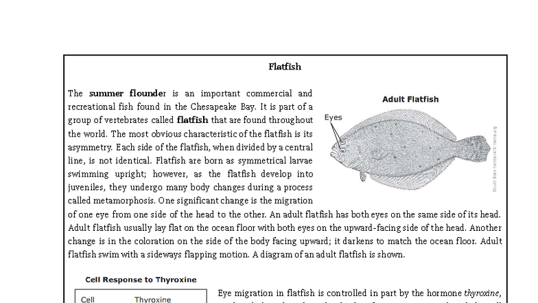Reading Article - For science worksheets - Flatfish The summer flounder ...