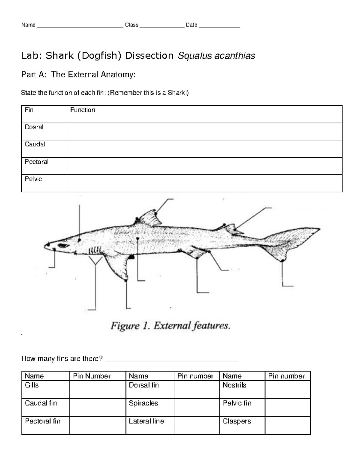 Shark Dissection Lab: Exploring the Anatomy of Squalus acanthias - Studocu