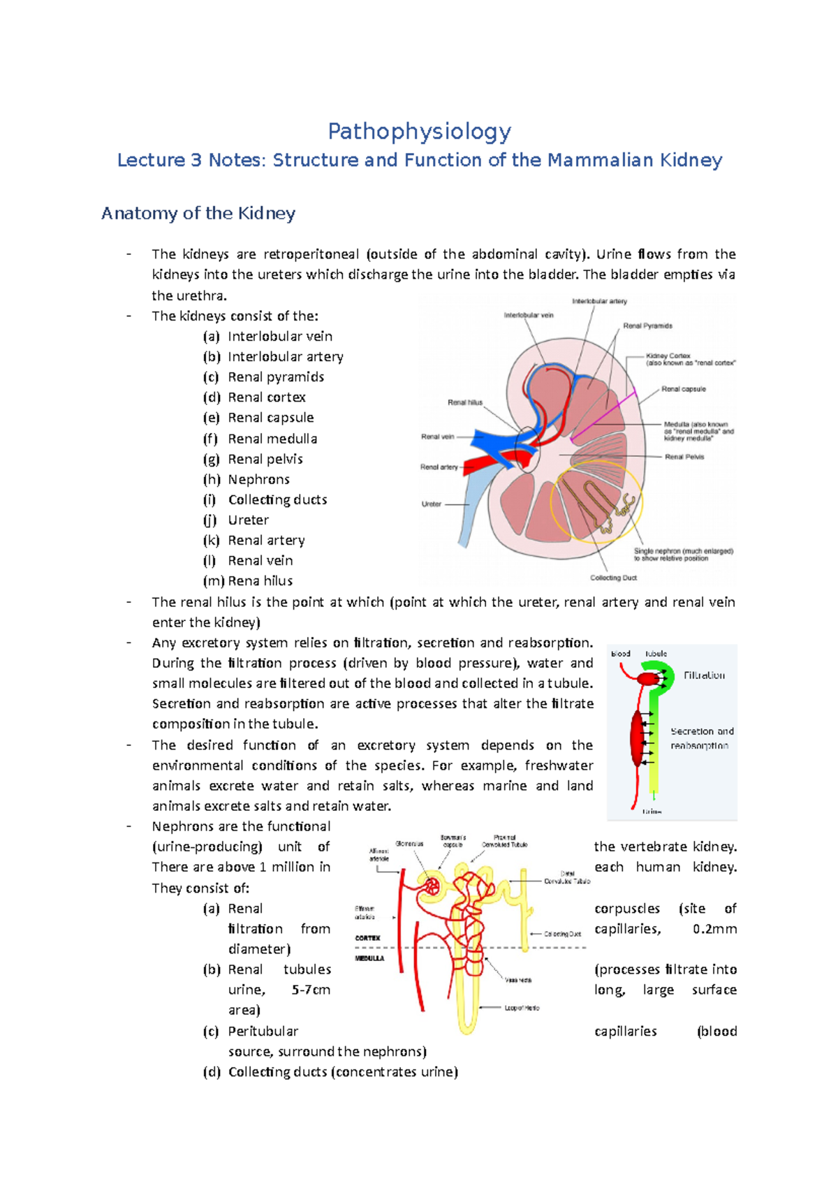 Lecture 3 Notes (Mammalian Kidney) - Pathophysiology Lecture 3 Notes ...