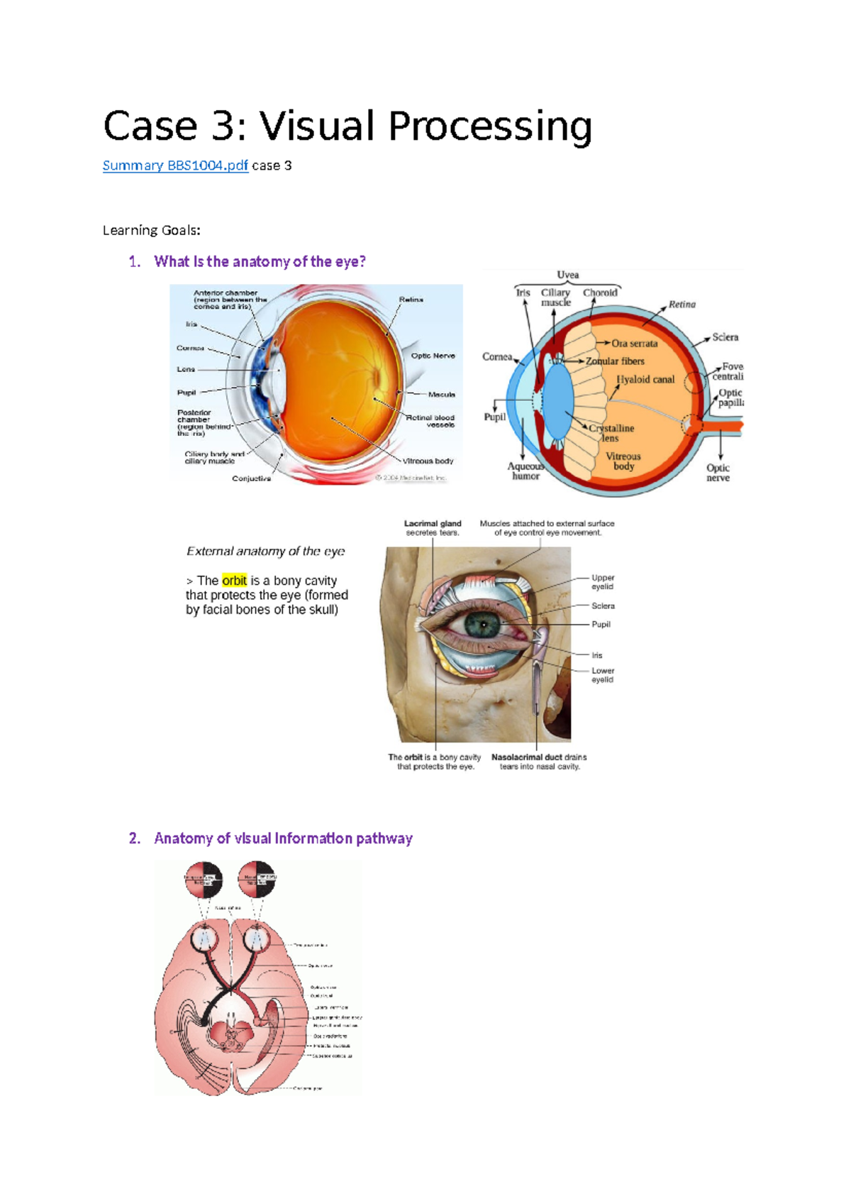 BBS1004 Case Study: Visual Processing and Eye Anatomy Analysis ...