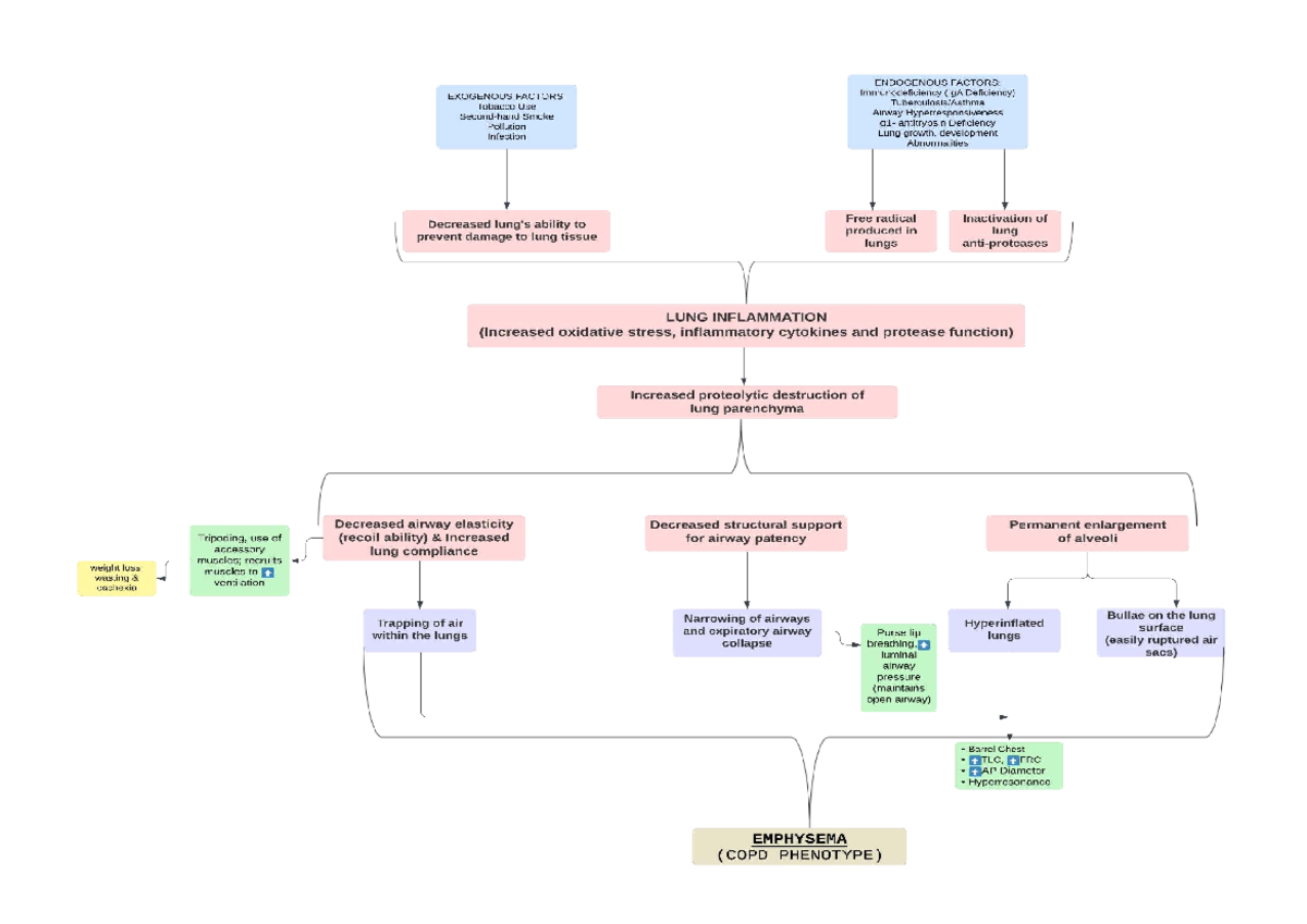 Copd - COPD concept map - ENDOGENOUS FACTORS: EXOGENOUS FACTORS: Immunodeficiency (IgA ...