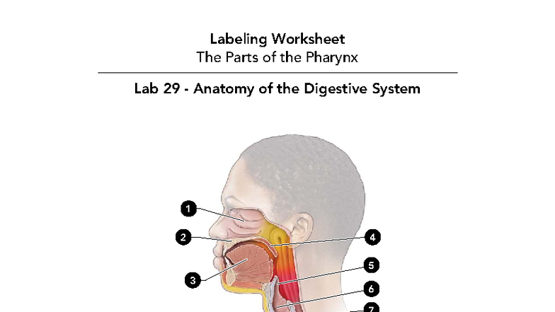 Lab 29: Anatomy of the Digestive System Labeling Worksheets - Studocu