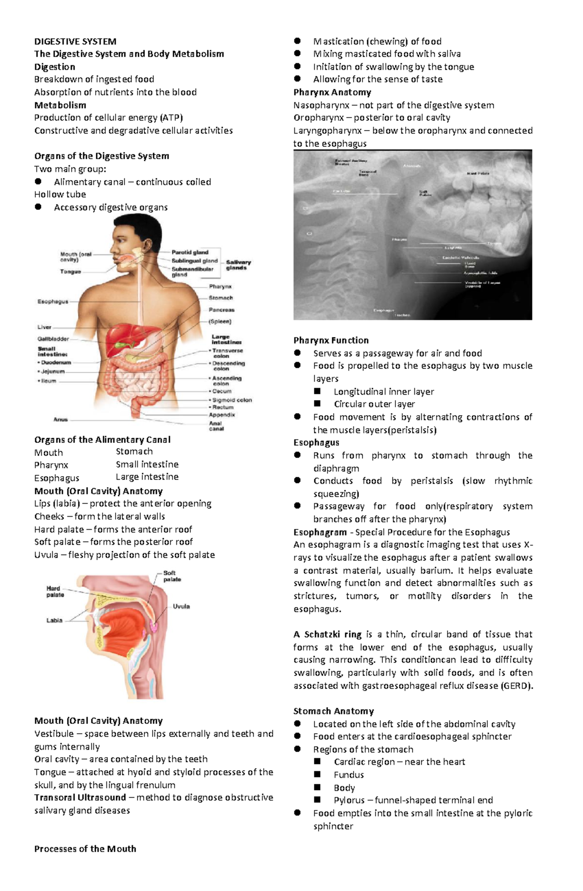 RT 204 - Digestive System Overview and Metabolism Summary - Studocu