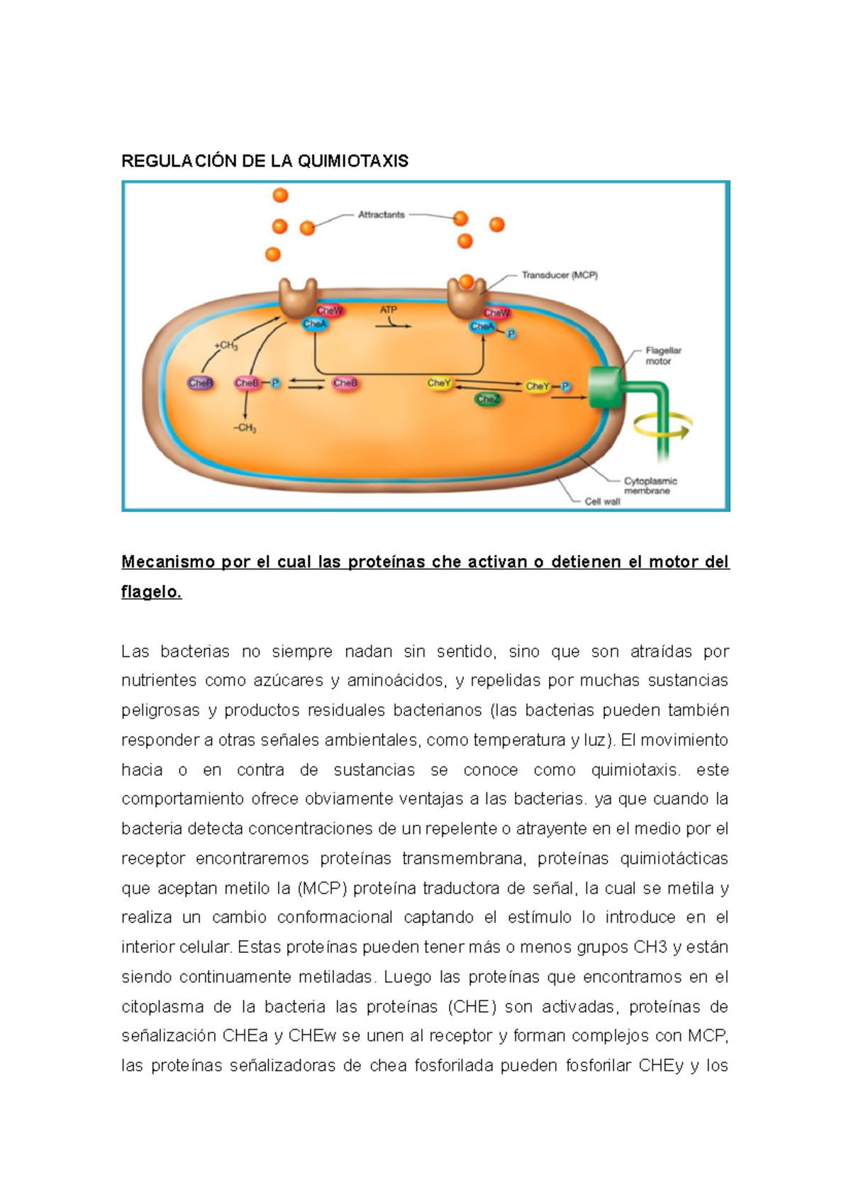 Regulación de la Quimiotaxis en Microbiología: Mecanismos Clave - Studocu